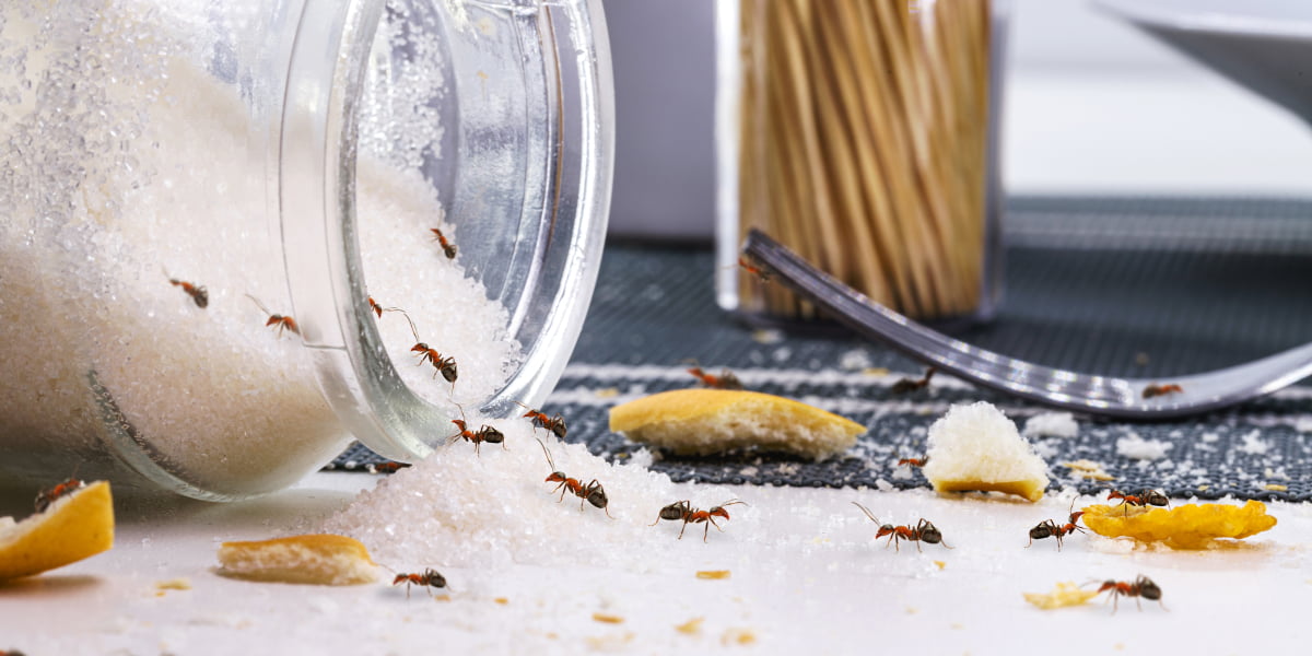 What Causes Ants In Your House And What To Do About It?