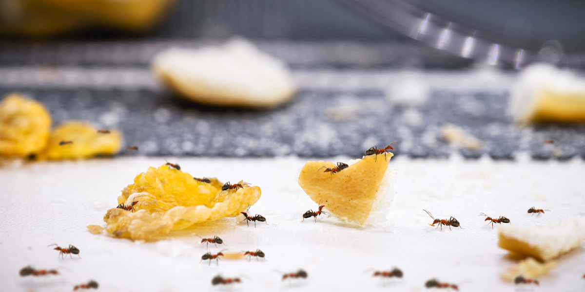 What Causes Ants In Your House And What To Do About It?