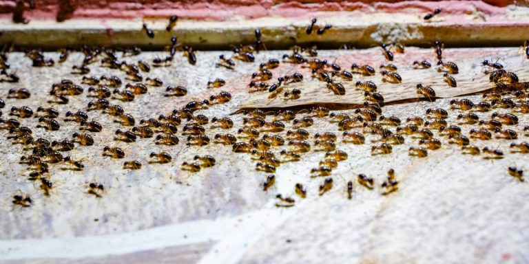 What Causes Ants In Your House And What To Do About It?