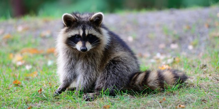 How To Get Rid Of Raccoons In The House? Best Humane Methods
