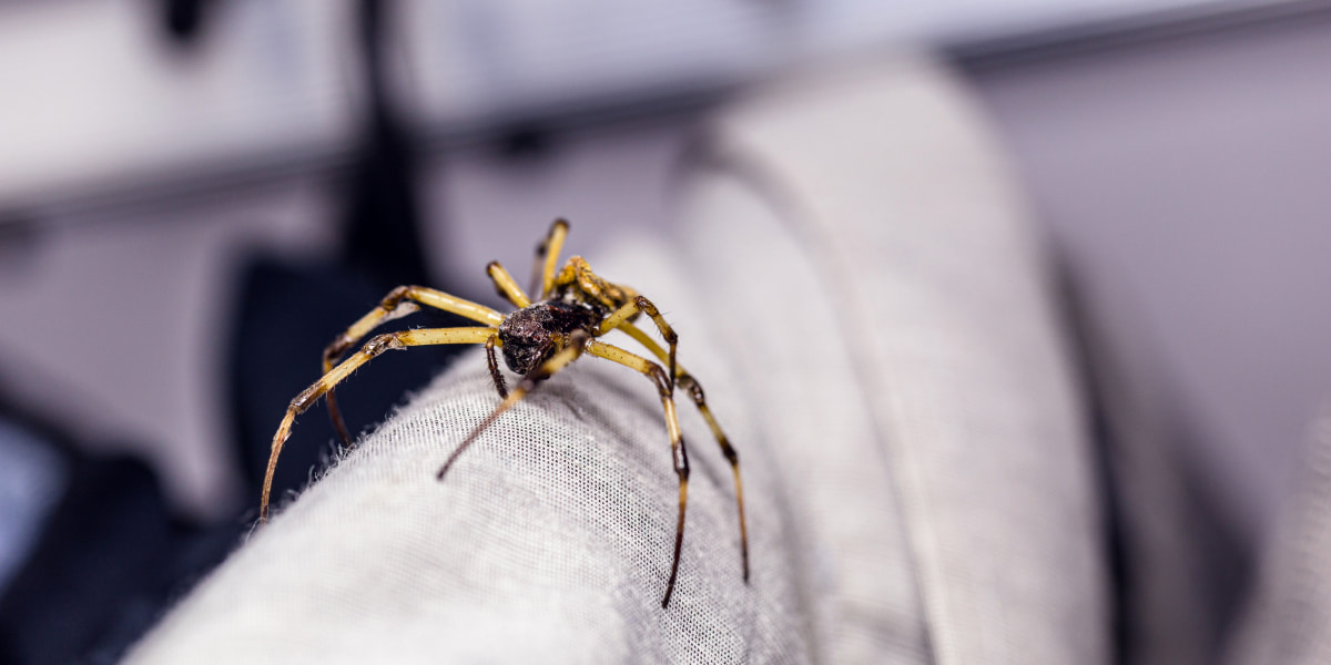 How To Kill A Spider And Prevent Their Appearance At Your Home?