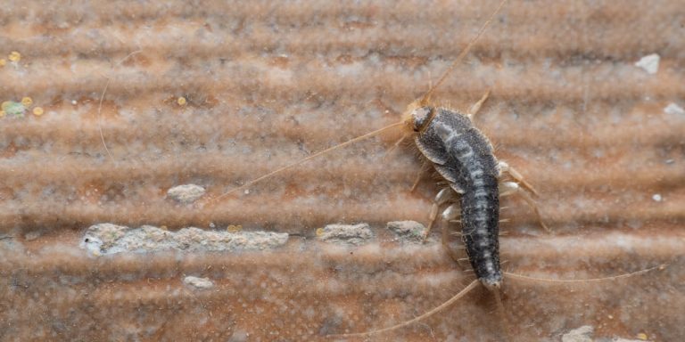 How To Get Rid Of Silverfish Naturally? Use Guide & Make It Fast!