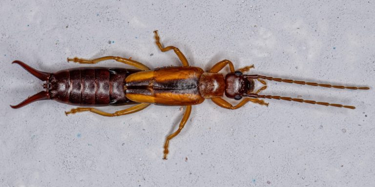 Earwigs Infestation: How To Get Rid Of Pincher Bugs In A House?