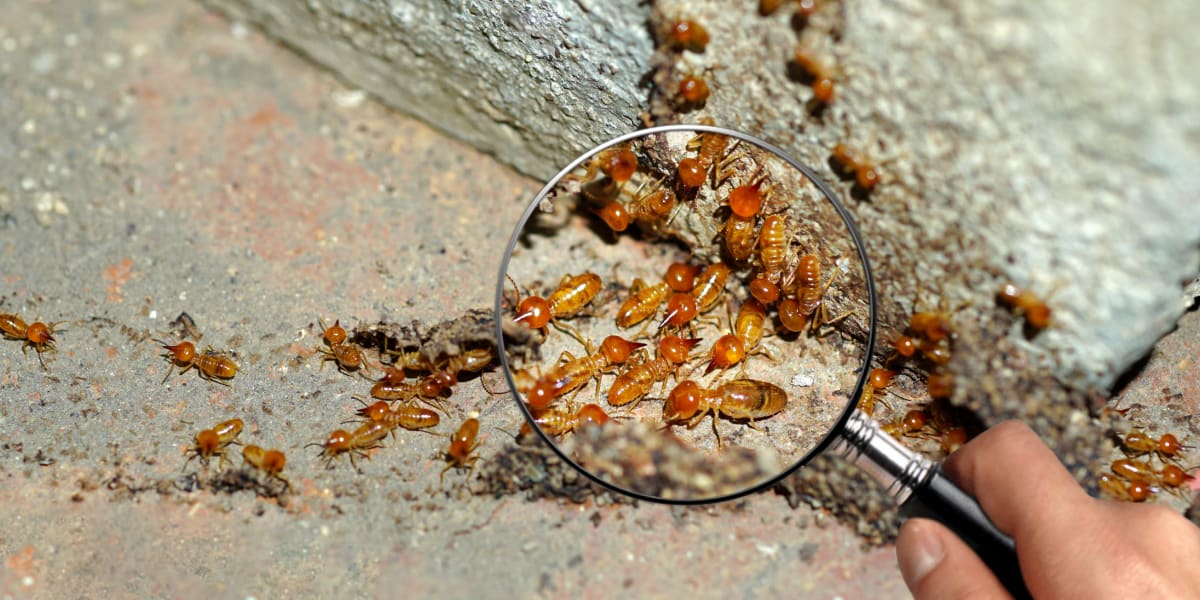 Termite Home Treatment: 6 Methods How To Get Rid Of Termites