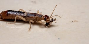Earwigs Infestation: How To Get Rid Of Pincher Bugs In A House?