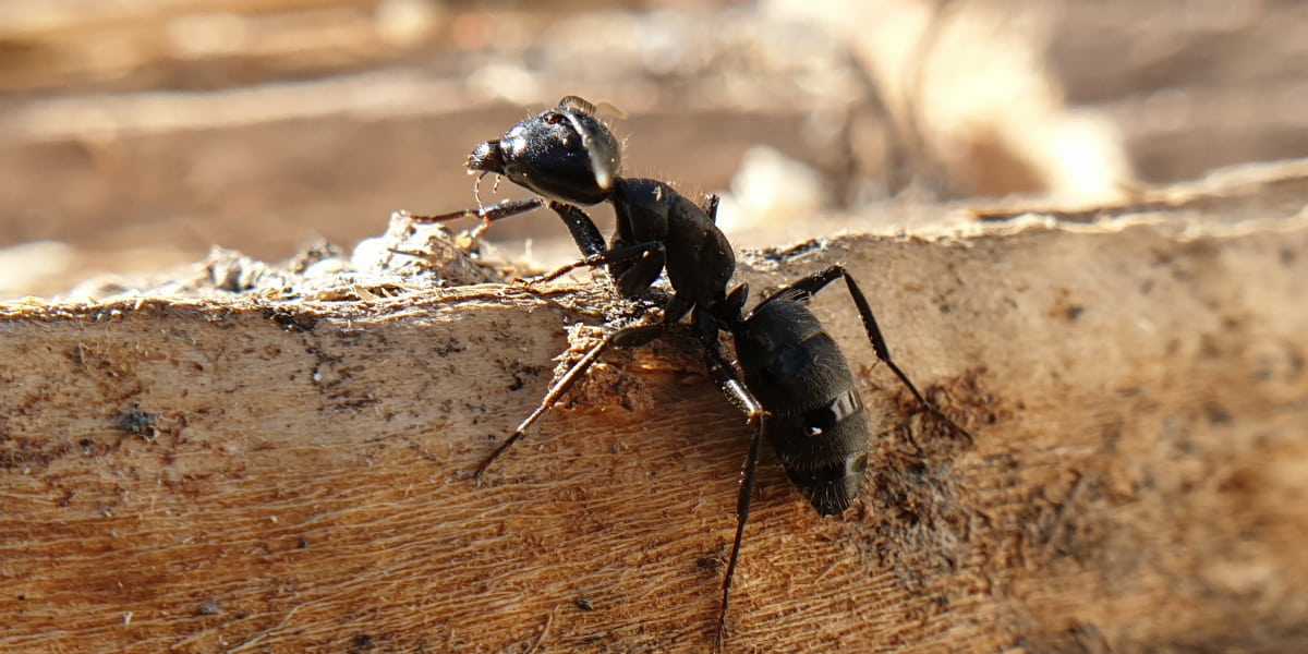 How Do You Get Rid Of Carpenter Ants?
